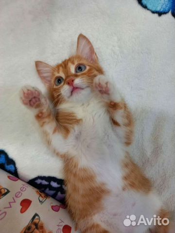 Рыжая кошечка в поисках дома