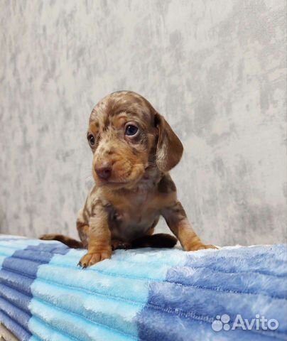 Карликовая такса