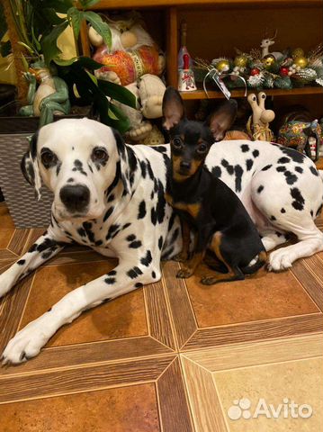 Пражский крысарик