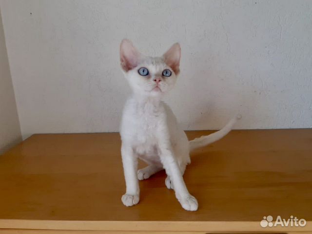 Девон-рекс белый котик Альберт