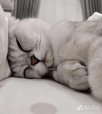 Шотландская вислоухая кошка бесплатно