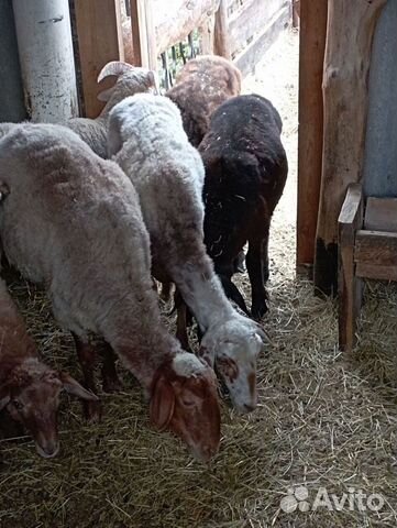 Овцы, Овцематки