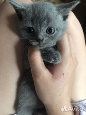 Британские котята