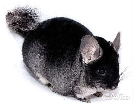 Шиншиллы пара