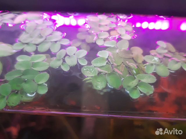 Сальвиния ушастая, апонагетон живородящий