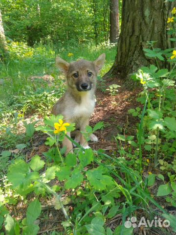 Щенок бесплатно