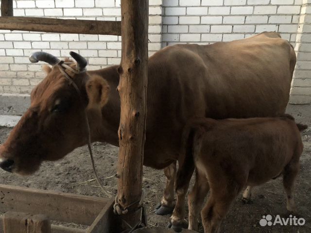 Корова дойная с теленком