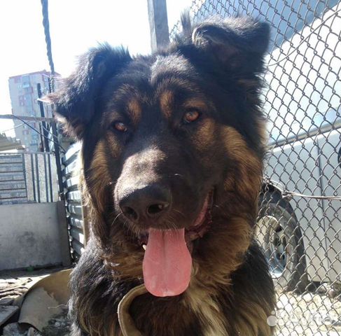 Метис кавказца в семью