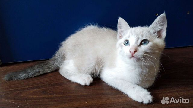 Голубоглазый котенок