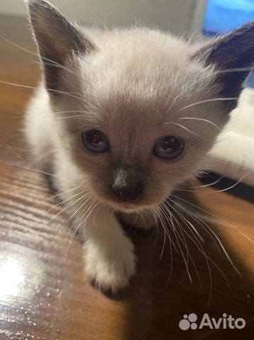 Котята Тайские