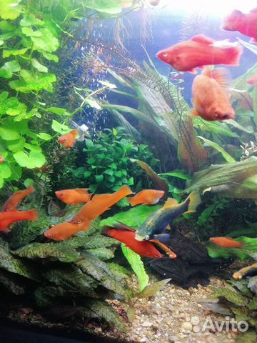 Красные меченосцы