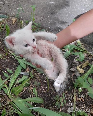 Котенка заживо сьедают блохи