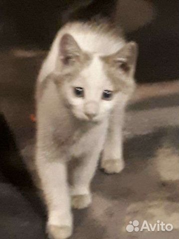 Котенок 2 месяца. SOS гибнут котята
