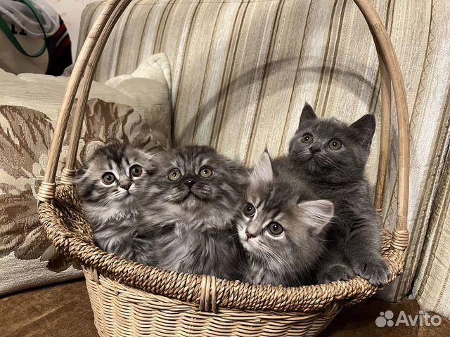 Котята в добрые руки