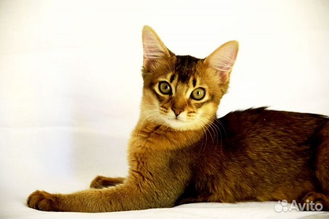 Сомалийская кошечка