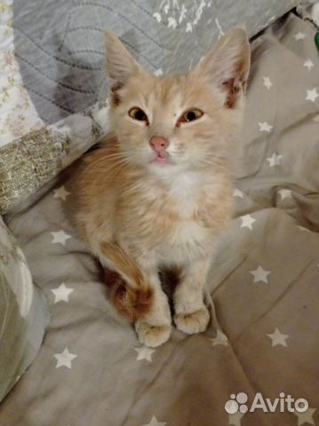 Котенок мальчик в добрые руки