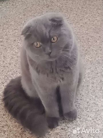 Шотландский вислоухий котик 7 месяцев