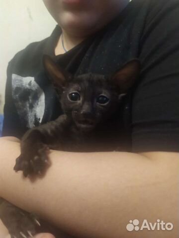 Иссиня-чёрная кошечка корниш-рекс