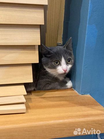 Котёнок Максик ищет лучших в мире хозяев