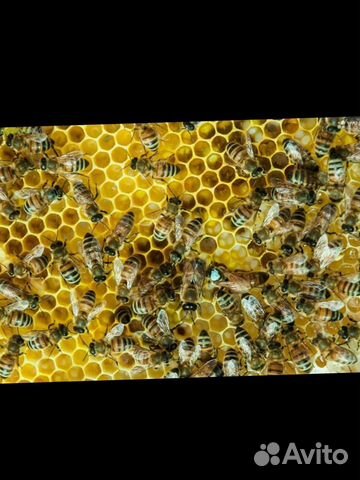 Пчелы среднерусской породы