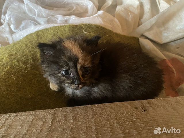 Котята