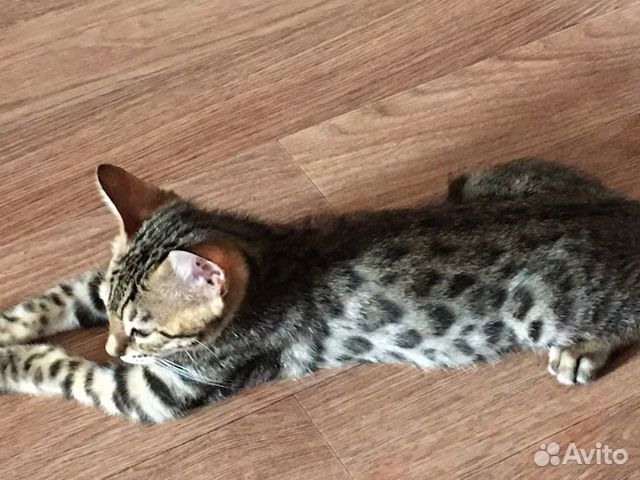 Бенгальские котята
