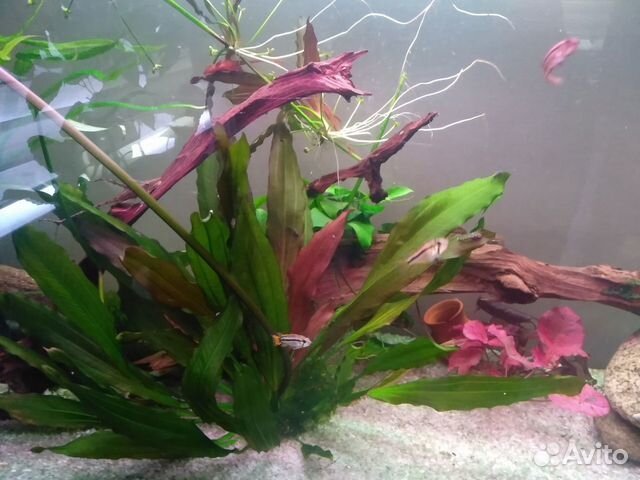 Эхинодорус красный дьявол