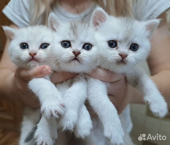 Котята редкого окраса "серебристая шиншилла"