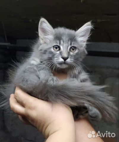 Котейка в поисках дома