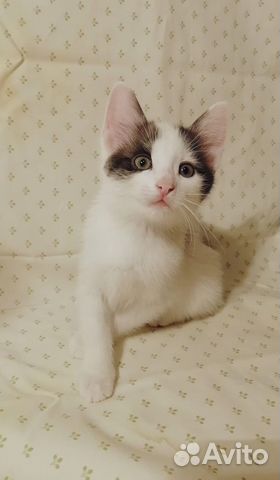 Котенок - девочка nonamed