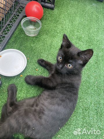 Котенок