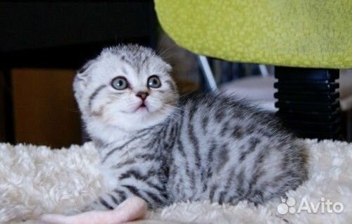 Шотландские котята