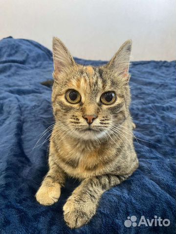 Ласковая Даша ищет дом