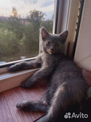 Малышка (помесь русской голубой) в добрые руки