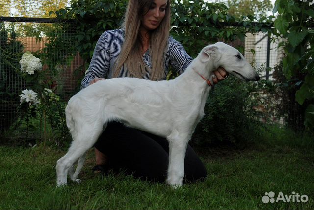 Русская псовая борзая