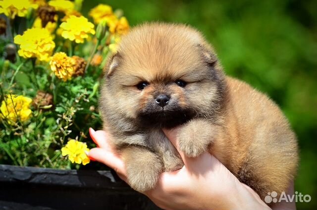 Шпиц маленький комочек счастья