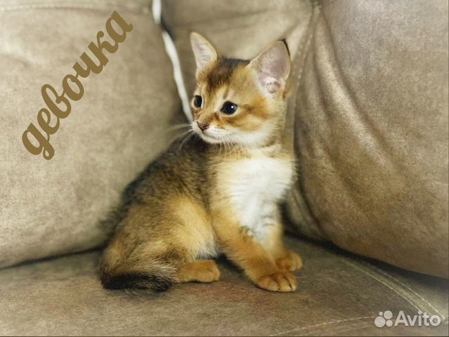 Котята Чаузи Ф3