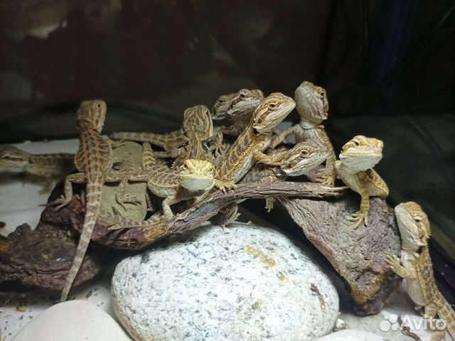 Бородатая агама (малыши, по акции)