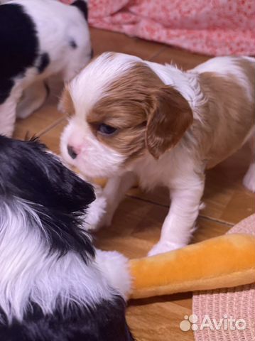 Продам щенка кавалер кинг чарльз спаниеля