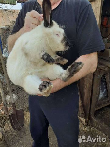 Калифорнийские кролики