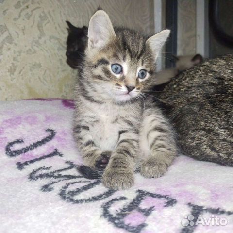 Кошка
