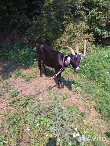 Нубийские козы