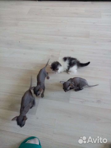 Продам котят сфинкс