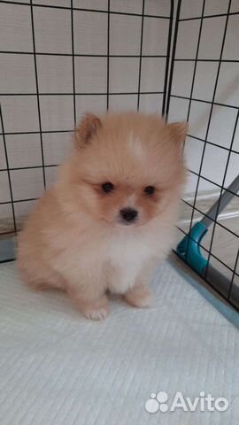 Померанский шпиц