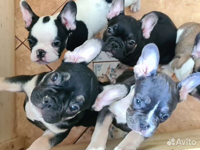 Щенки французского бульдога