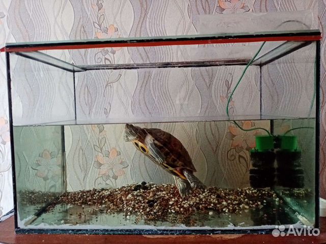 Крсноухая черепаха