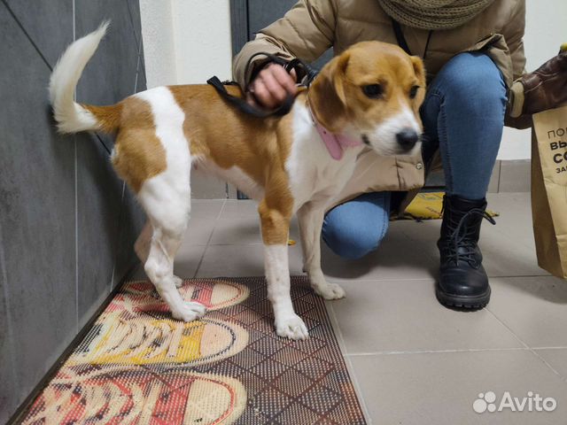 Потерялась нашлась Бигль