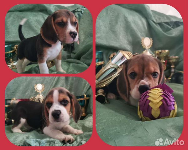 Бигль щеночки с документами РКФ