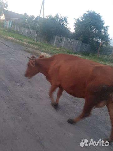 Продам корову