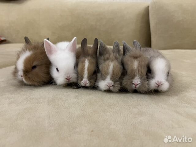 Декоративные кролики